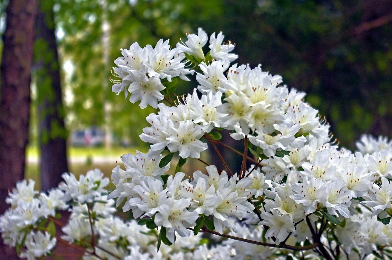 4 Fun Spring Activities You Can Drive to Near Springdale, AR – Rath ...